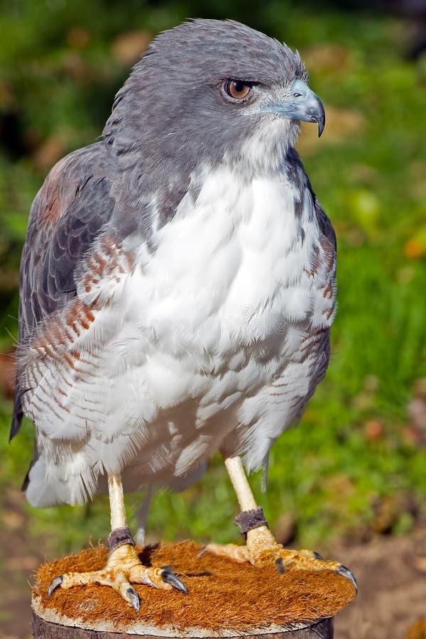 White-tailed Hawk stock image. Image of predator, ornithology - 47661881