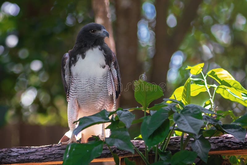 White-tailed Hawk - Bird of Prey Stock Photo - Image of predatory ...