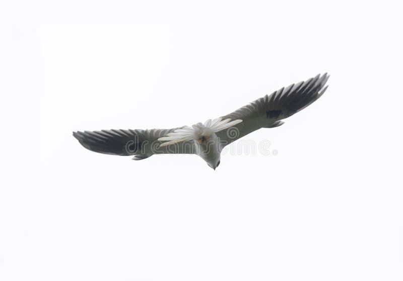 White-tailed Kite (Elanus Leucurus) Stock Image - Image of isolated ...
