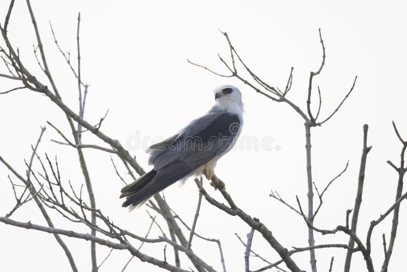 White-tailed Kite (Elanus Leucurus Stock Image - Image of leucurus ...