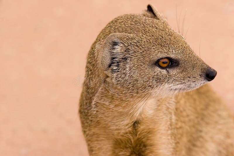 White-tailed Mongoose stock photo. Image of wild, nature - 5418558