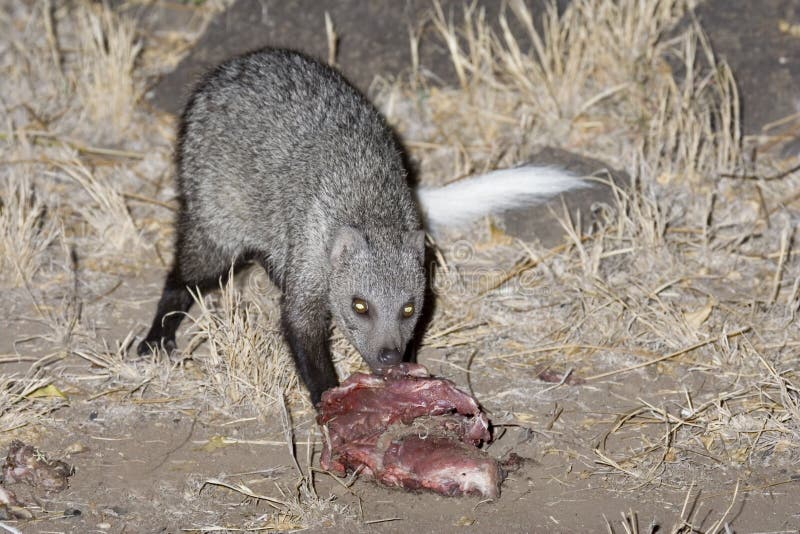 White-tailed Mongoose Eating a Bait. Stock Photo - Image of savanna ...