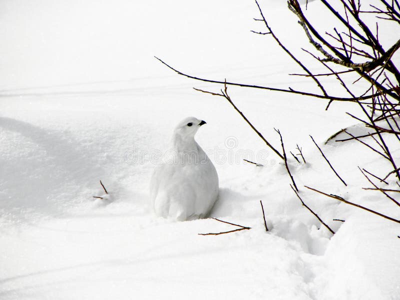 White tailed ptarmigan stock image. Image of flight, nature - 15966399