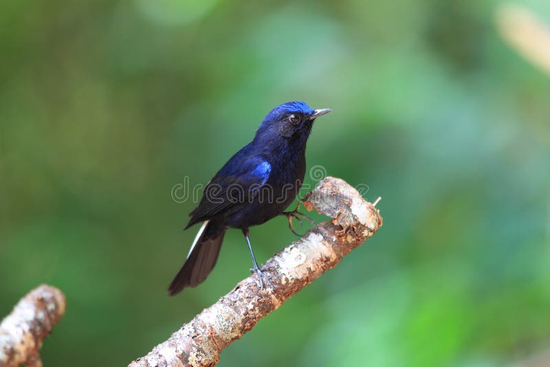 White-tailed Robin stock photo. Image of forest, bird - 37932338