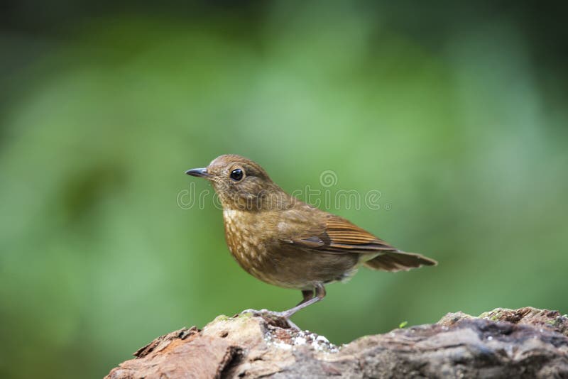 White-tailed Robin stock photo. Image of protected, wood - 64277394