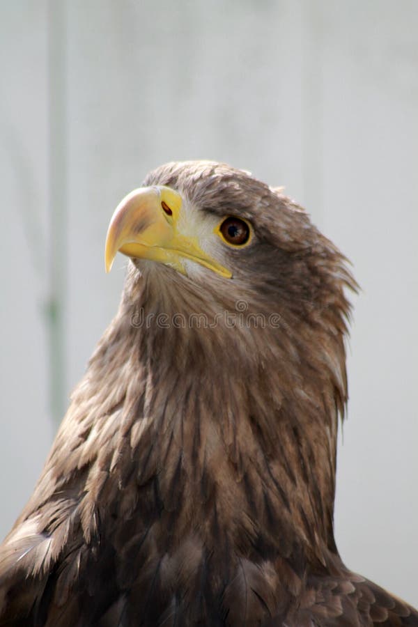 White tailed sea eagle stock photo. Image of accipitridae - 24500464