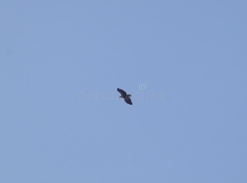 White Tailed Sea Eagle in Flight Stock Image - Image of ...