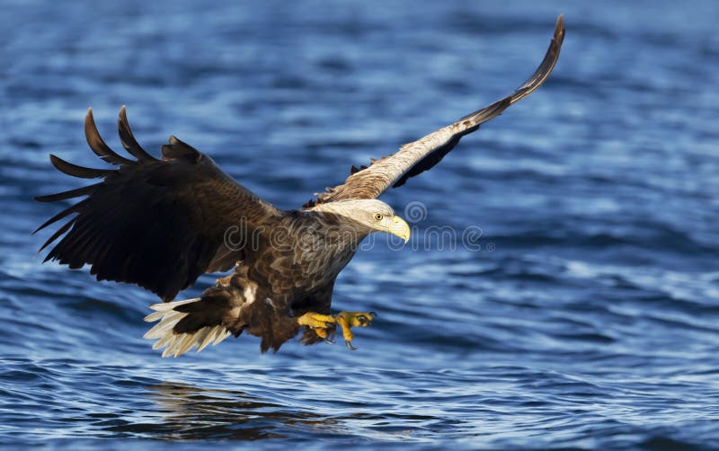 White-tailed Sea Eagle in Flight with the Powerful Claws Catching a ...