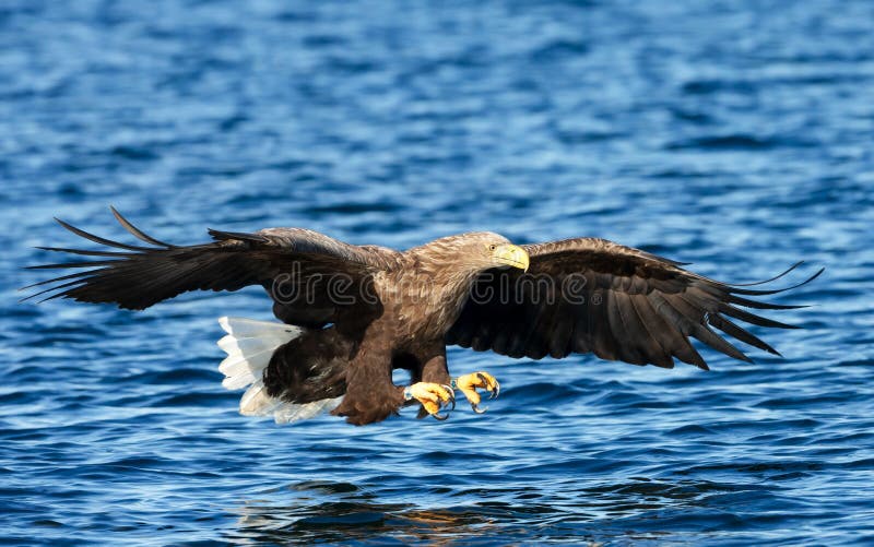 White-tailed Sea Eagle in Flight with the Powerful Claws Catching a ...
