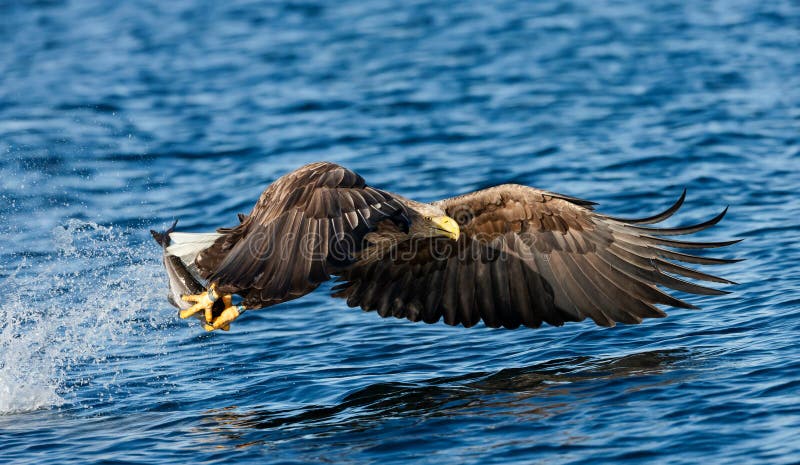 White-tailed Sea Eagle in Flight with the Powerful Claws Catching a ...