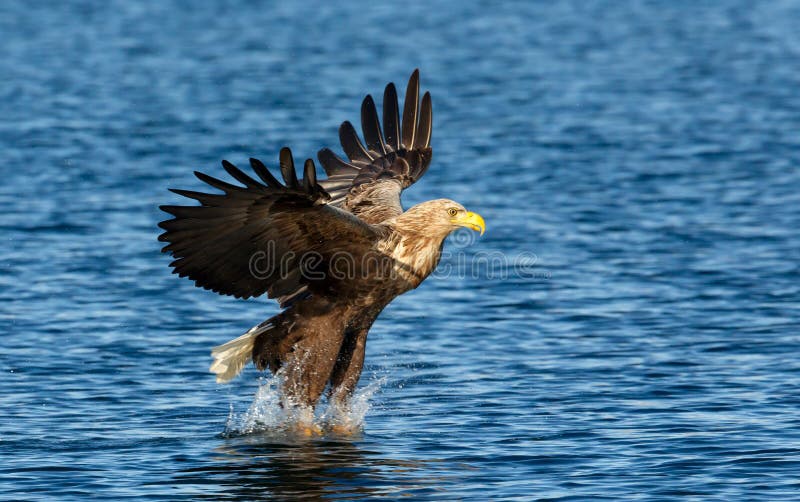 White-tailed Sea Eagle in Flight with the Powerful Claws Catching a ...