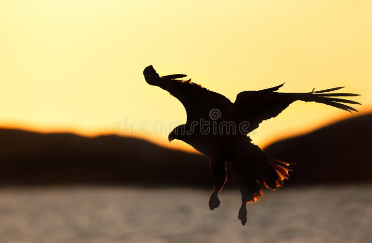 White-tailed Sea Eagle in Flight at Sunset Stock Photo - Image of ocean ...