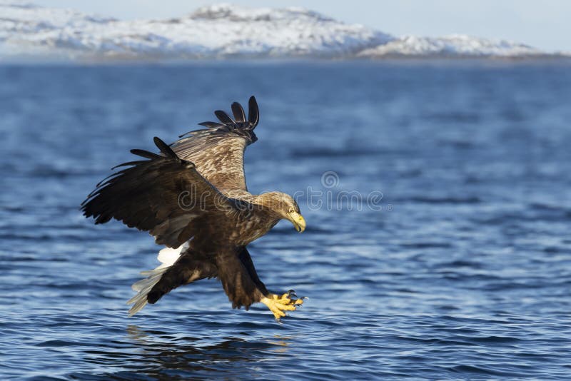 An Eagle Is Trying To Grab Fish From The Water Stock Photo - Image of ... An Eagle Is Trying To Grab Fish From The Water Stock Photo - Image of ...