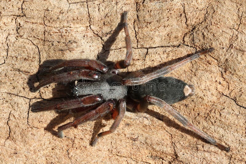 Australian White-tailed Spider Stock Image - Image of venemous ...