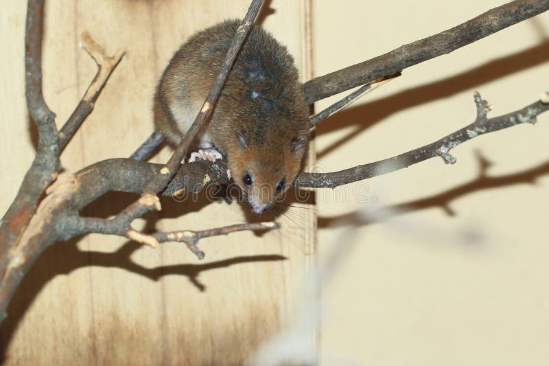 White-tailed tree rat stock photo. Image of animal, madagascar - 343435388