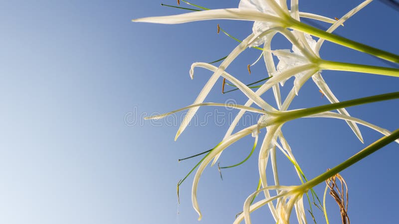 White Tall Flowers Blooming Facing the Sun Light Stock Photo - Image of ...
