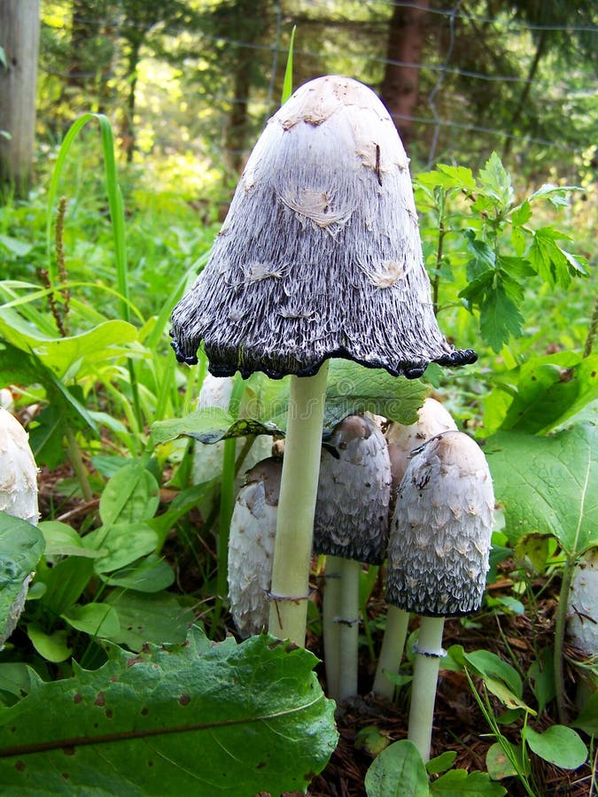 White tall toadstools stock image. Image of tall, toadstool - 53848429