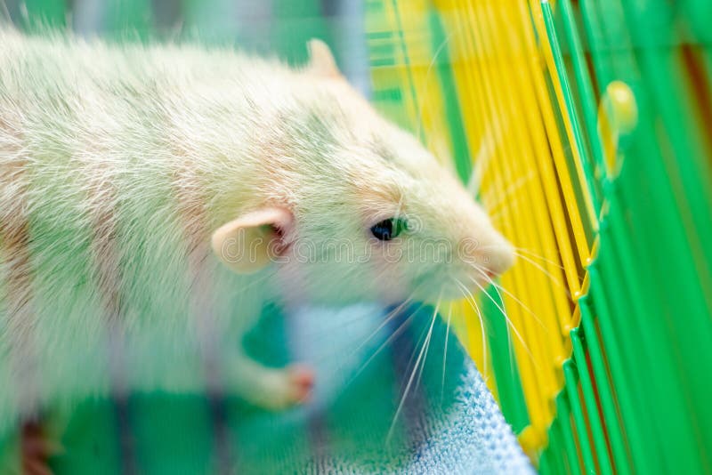 Two Tame Rats in a Cage. Breeding, Keeping Rats Stock Image - Image of ...