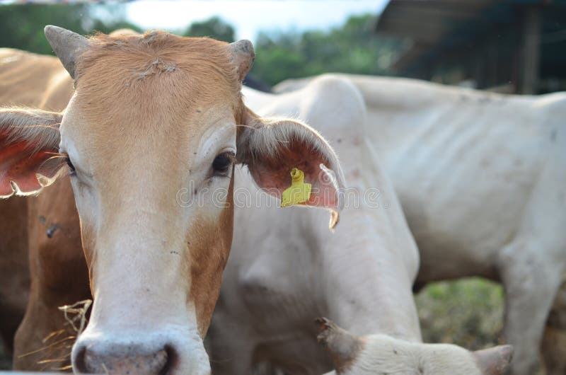 White and Tan Cows in Hay, Making Eye Contact with the Camera Stock ...