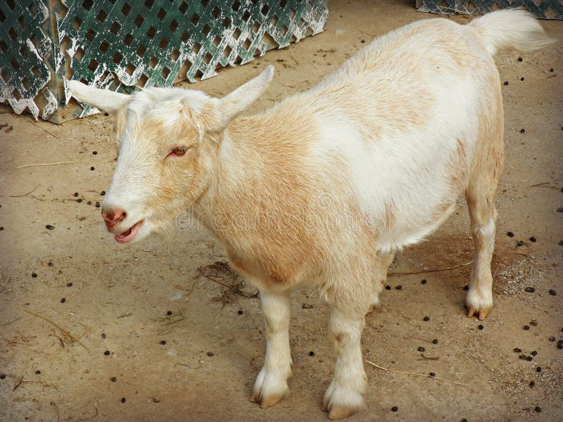 Tan and White Goat stock photo. Image of head, ears, black - 43982576
