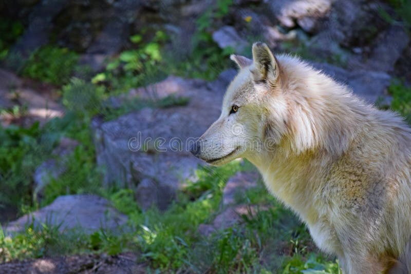 White, Tan, and Grey Timber Wolf Staring Off Camera Stock Photo - Image ...