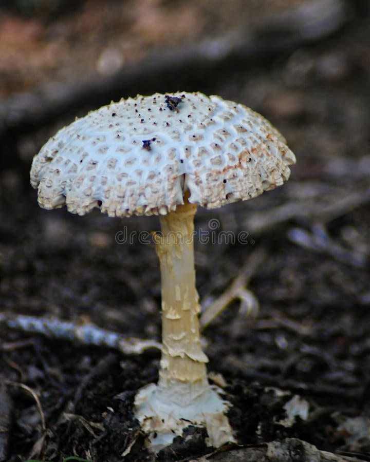 White and Tan Mushroom stock photo. Image of state, fungus - 201030994