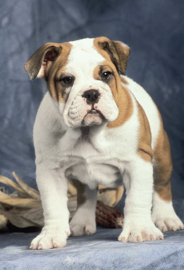 British bulldog stock image. Image of britain, flag, england - 31019777