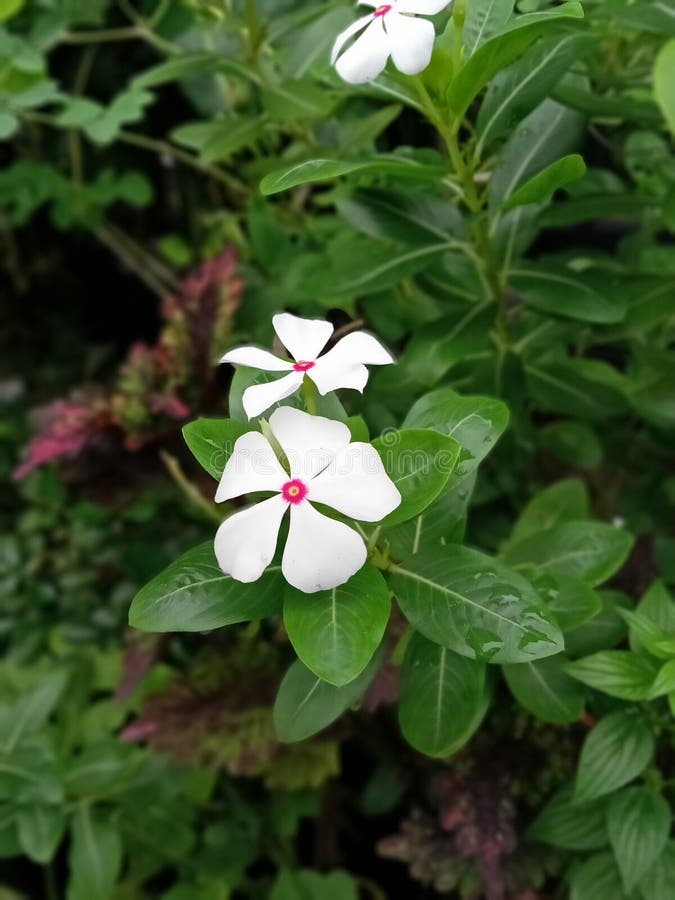 365 Dara Flower Stock Photos - Free & Royalty-Free Stock Photos from ...