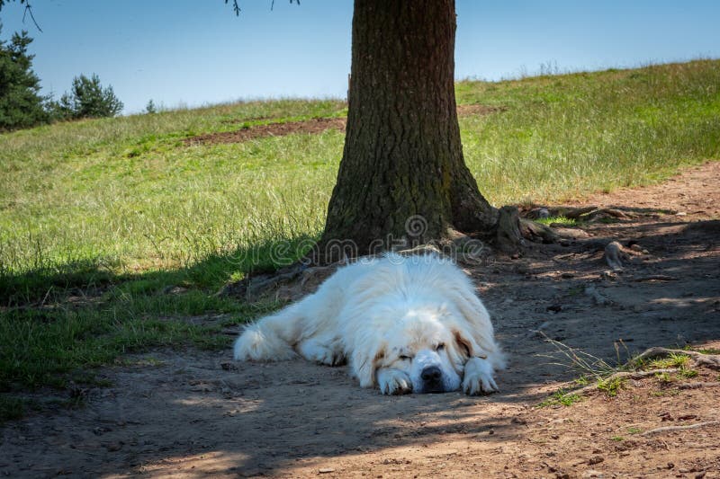 White Tatra Shepherd Dog sleeping in the Shadow Under the Tree. Stock ...