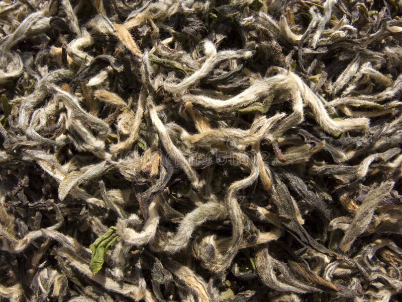 White Tea - Chinese Bai Cha Stock Image - Image of white, leaf: 19379175