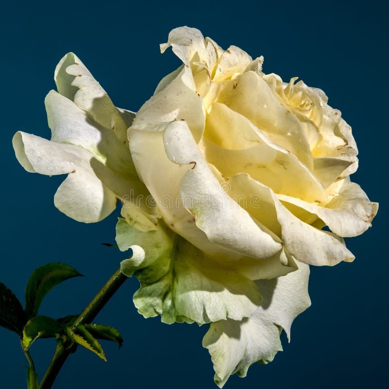White Tea Rose on a Blue Background Stock Photo - Image of bloom ...