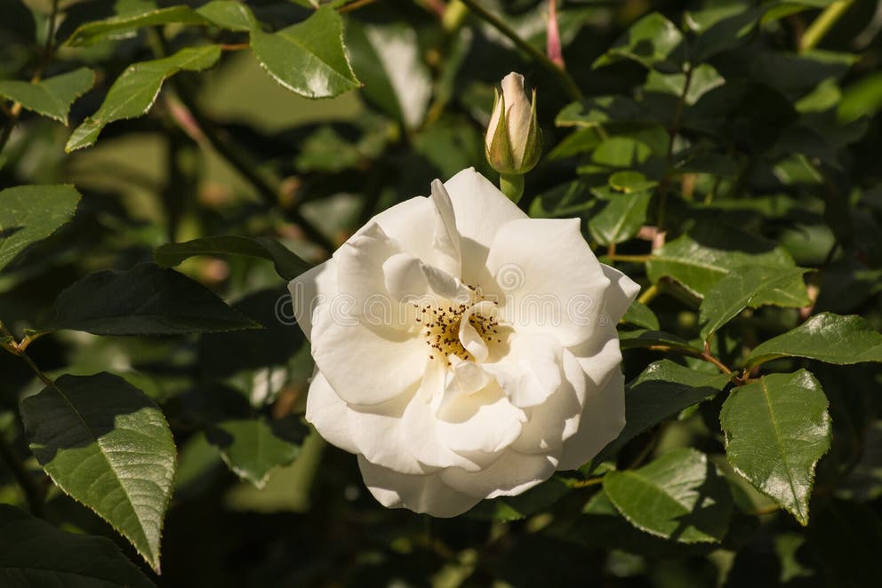 White tea rose stock photo. Image of bloom, decorative - 50581072