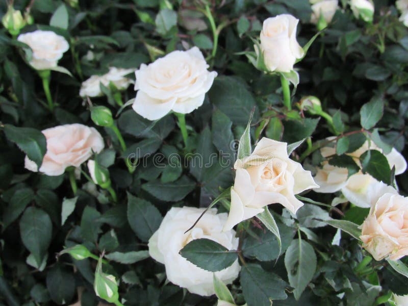 White tea roses stock photo. Image of garden, roses - 266523114