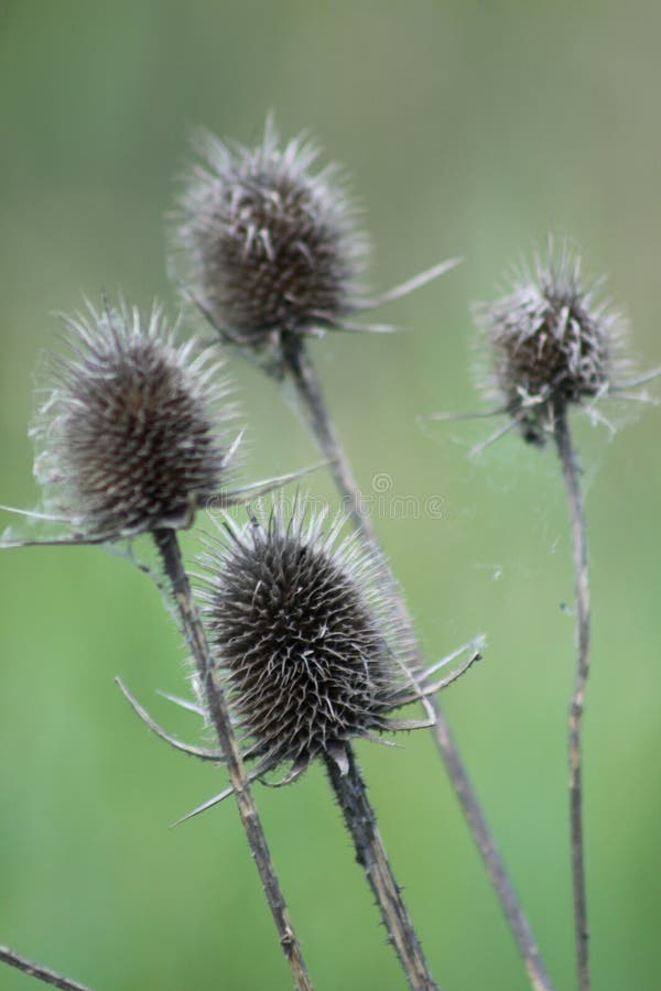 White Teasel Seeds Closeup View on Green Background Stock Photo - Image ...