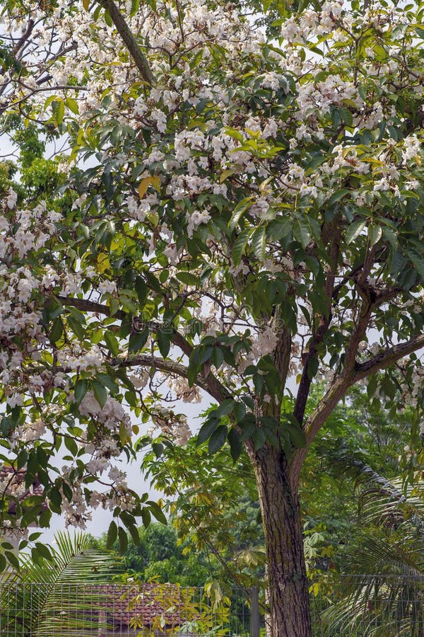 White Tecoma Flower Tree or Tabebuia Rosea or White Trumpet Tree in ...