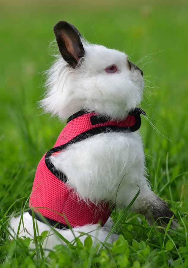 White Teddy Rabbit in Spring Meadow. Stock Image - Image of bunny ...