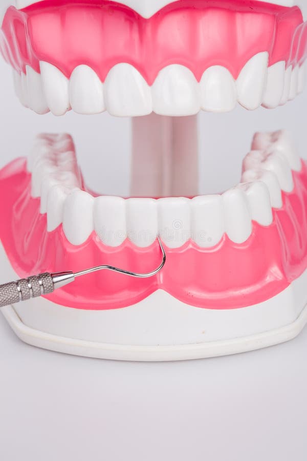 White Teeth and Dental Instruments Stock Image - Image of dental, model ...