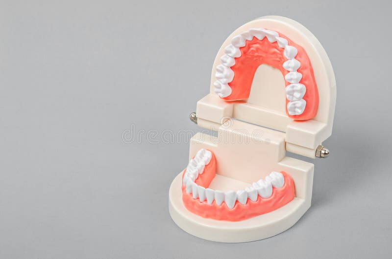 White teeth model stock image. Image of dentistry, toys - 143347181