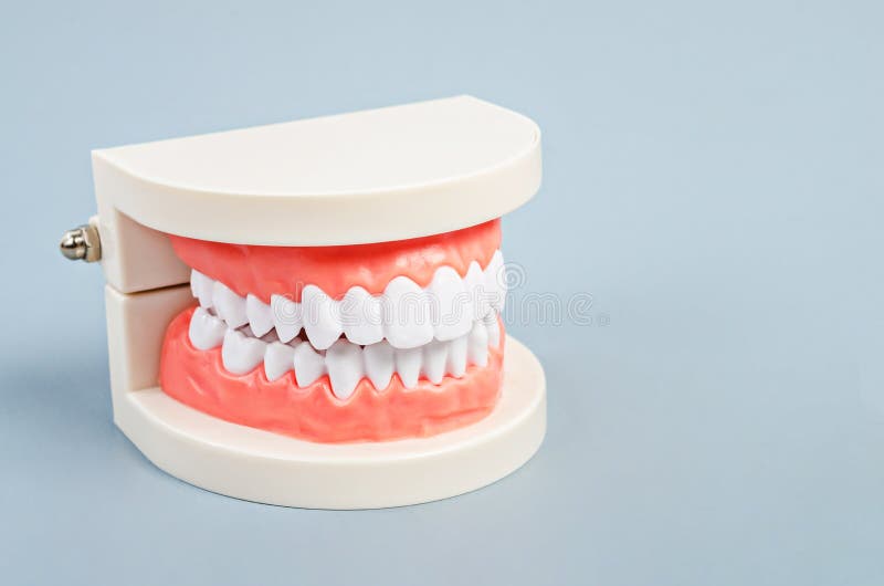 White teeth model stock image. Image of health, whitening - 143347269