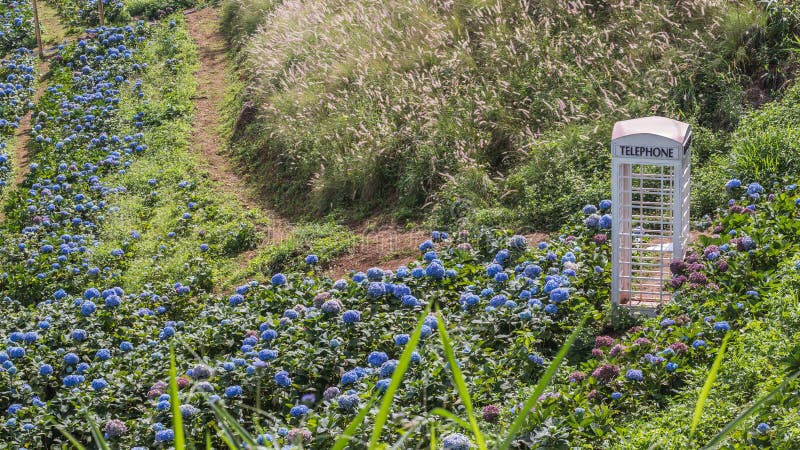 White Telephone Box in Garden Stock Photo - Image of british, retro ...
