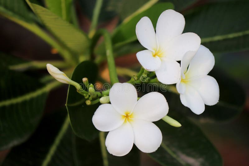 White Temple Tree Flowers stock photo. Image of branch - 275502018