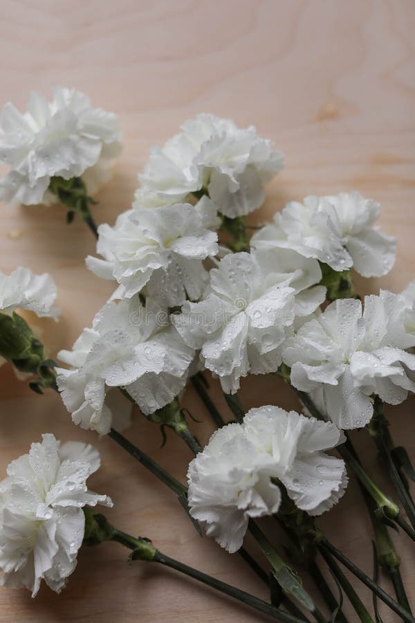 White Tender Carnations and Drops of Water on the Table. Stock Image ...