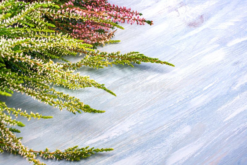 White, Tender Color of the Heather Flower Stock Image - Image of erica ...