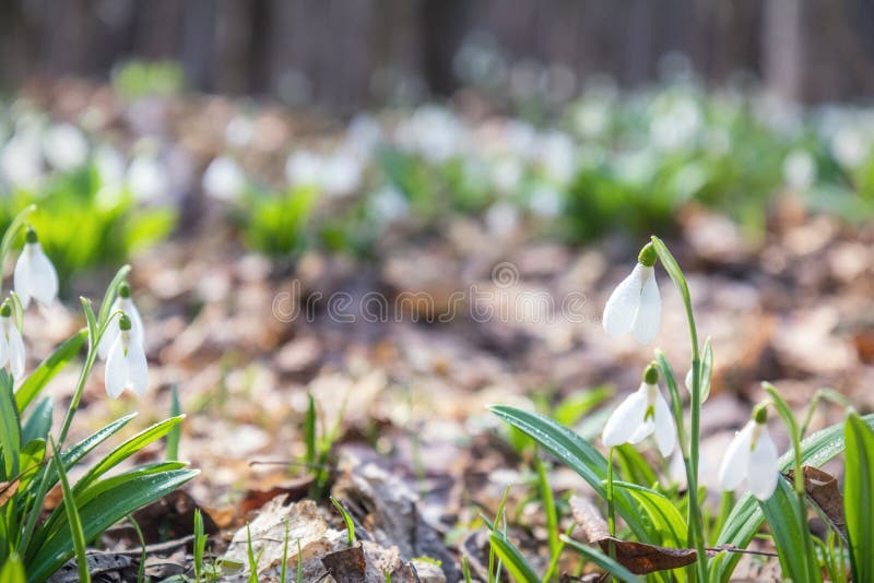 White Tender Snowdrops in the Spring Forest on Sunrise Stock Image ...