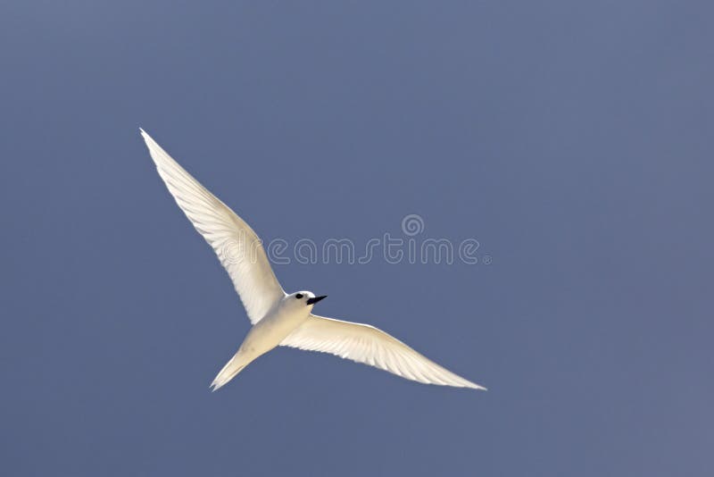 White Tern Incubates the Egg on a Tree Branch Stock Photo - Image of ...