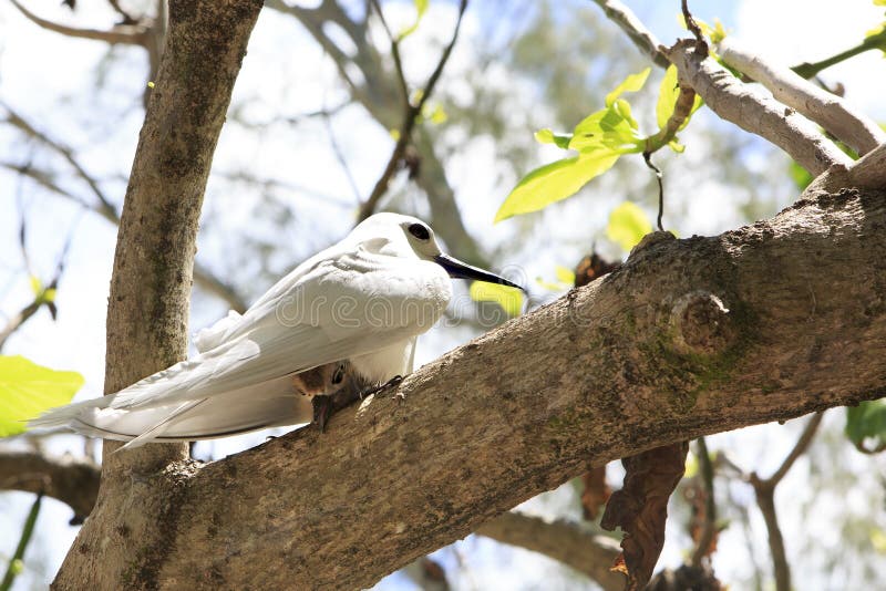 White Tern Incubates the Egg on a Tree Branch Stock Photo - Image of ...