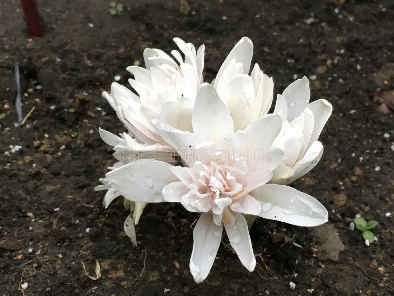 White Terry Flower of the Evergreen Stock Image - Image of garden ...