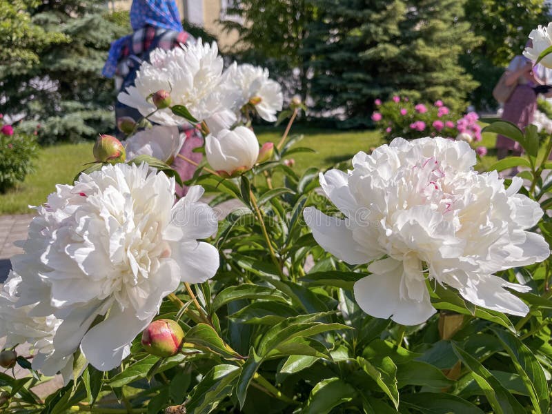 White Terry Peonies Bloom in the Garden in Summer Stock Photo - Image ...