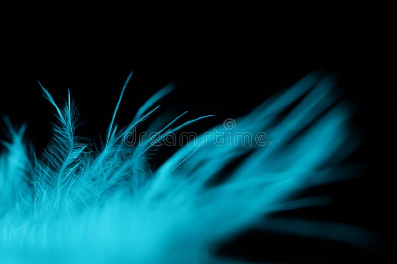 White Feather in Macro, Bird Feather, Cold Light Stock Image - Image of ...