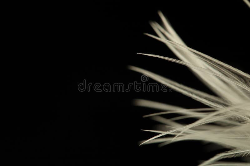 White Texture Abstract on Black Background, Bird Feather Stock Image ...